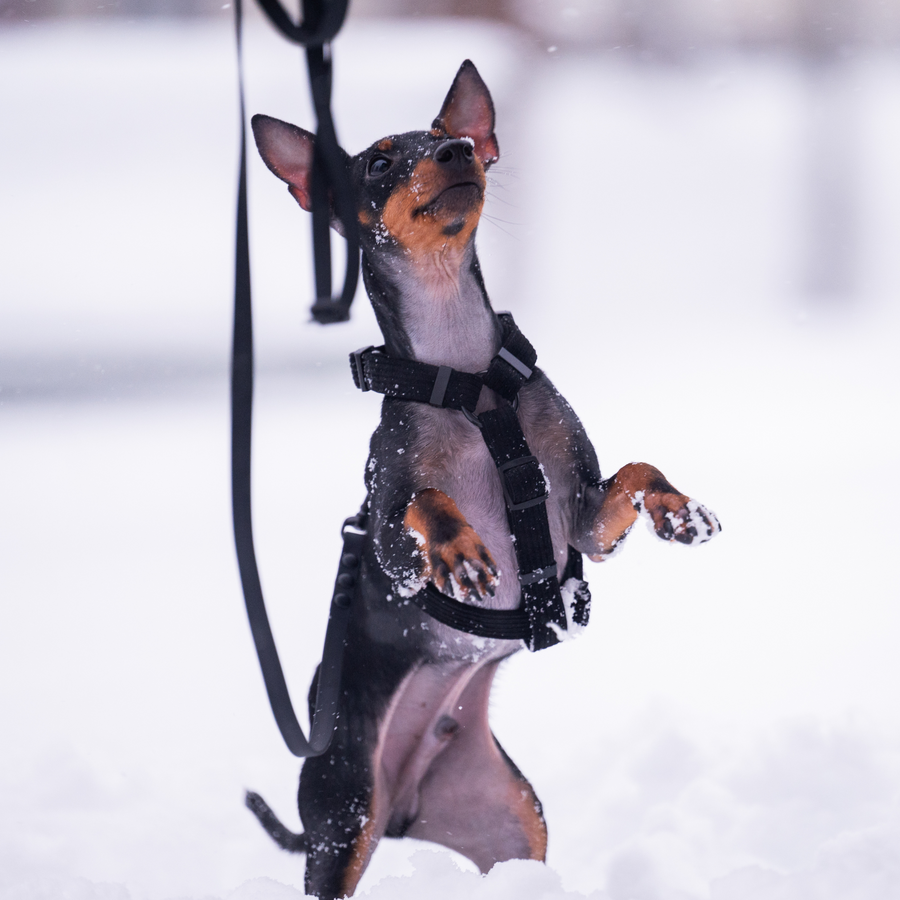 Woofy Dog Products | Beautiful, functional & high quality